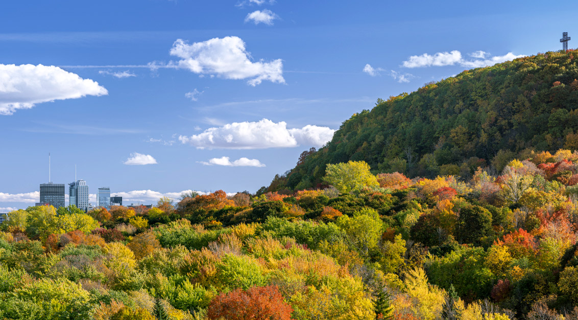 Mount Royal - Goparoo