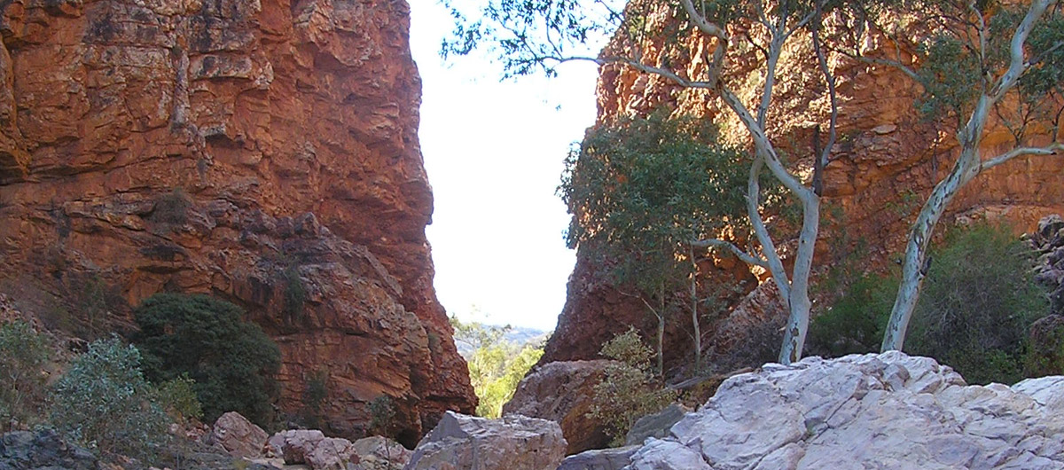 Simpsons Gap - Goparoo