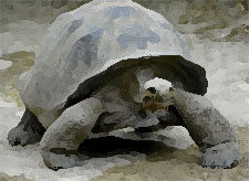 Galapagos Islands - Goparoo